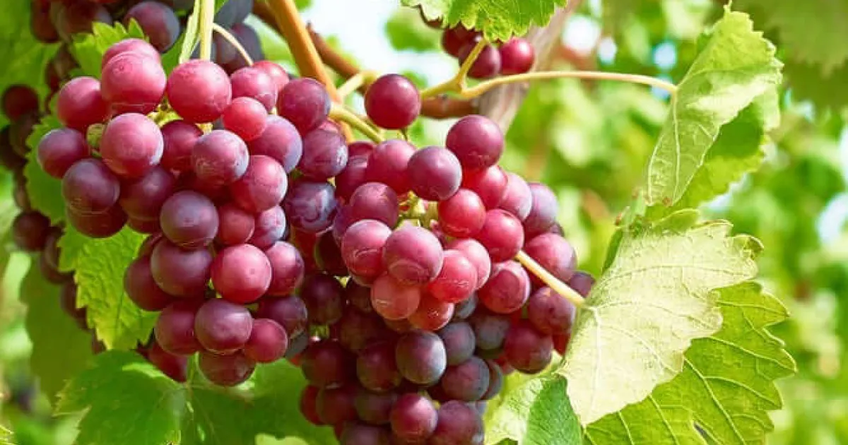 Table Grape Webinar | UC Agriculture and Natural Resources